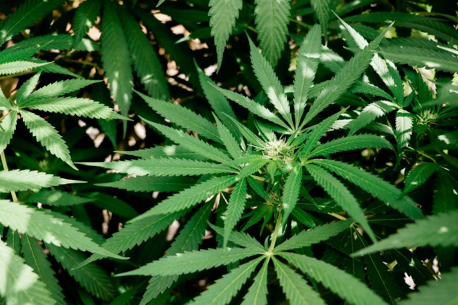AskGrowers: How To Choose Top Weed Plants - 420 Vendor List