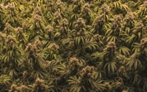 What Is Lemon G Strain – Complete Information And Review